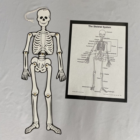 Art | Vintage Frank Schaffer The Skeletal System Human Body 1985 ...